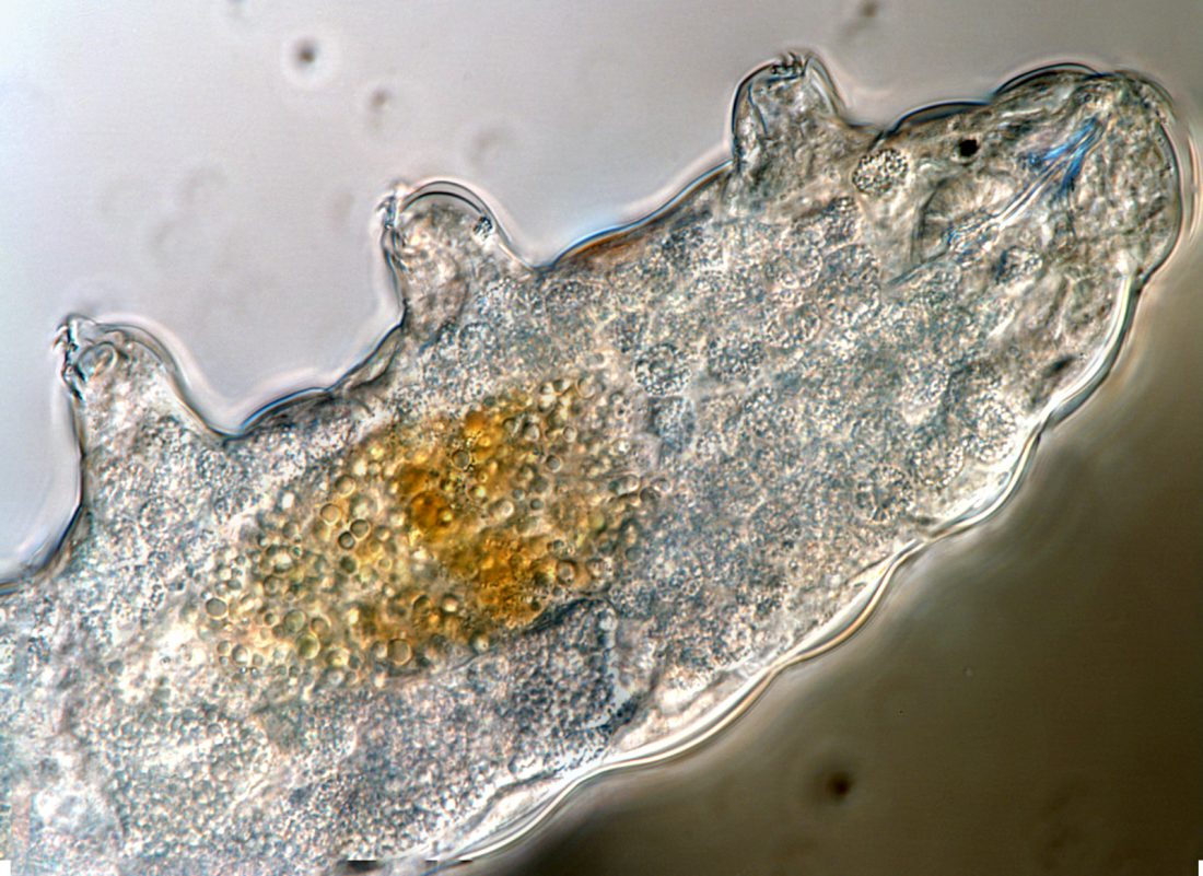 Science Says: Tiny ‘water bears’ can teach us about survival | News ...